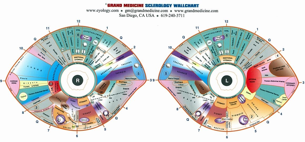 What Is Iridology Chart And Iridology Chart How To Read Iriscope 