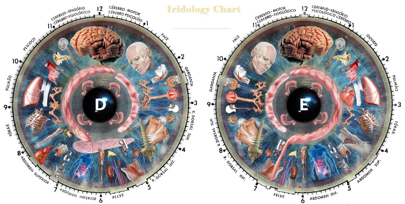 How To Reading The Iridology By Color Iriscope Iridology Camera How To Reading The Iridology By Color Iriscope Iridology Camera