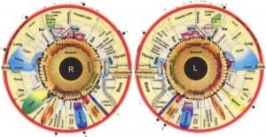 Rayid Iridology : What It,chart ,why It – MAIKONG Iridology Camera ...