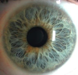 Rayid Iridology : What It,chart ,why It – MAIKONG Iridology Camera ...
