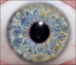 Rayid Iridology : What It,chart ,why It – MAIKONG Iridology Camera ...