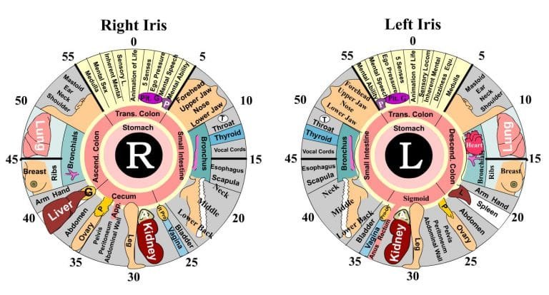 10 PCS Iris Diagnosis Chart – MAIKONG Iridology Camera & Iriscope ...