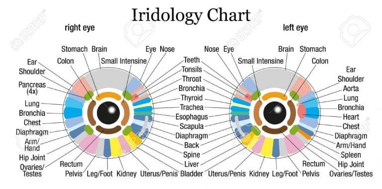Eye Body Chart – MAIKONG Iridology Camera & Iriscope-Leading Manufacturer