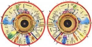 Sclerology Eye Chart – MAIKONG Iridology Camera & Iriscope-Leading ...