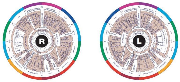 Eye Reflexology Chart 10 Pcs Free Downlaod – MAIKONG Iridology Camera ...