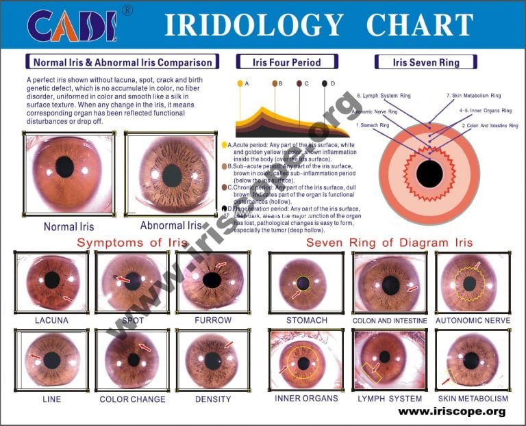 Understanding The Iridology Chart: Complete Guide To Iris Analysis