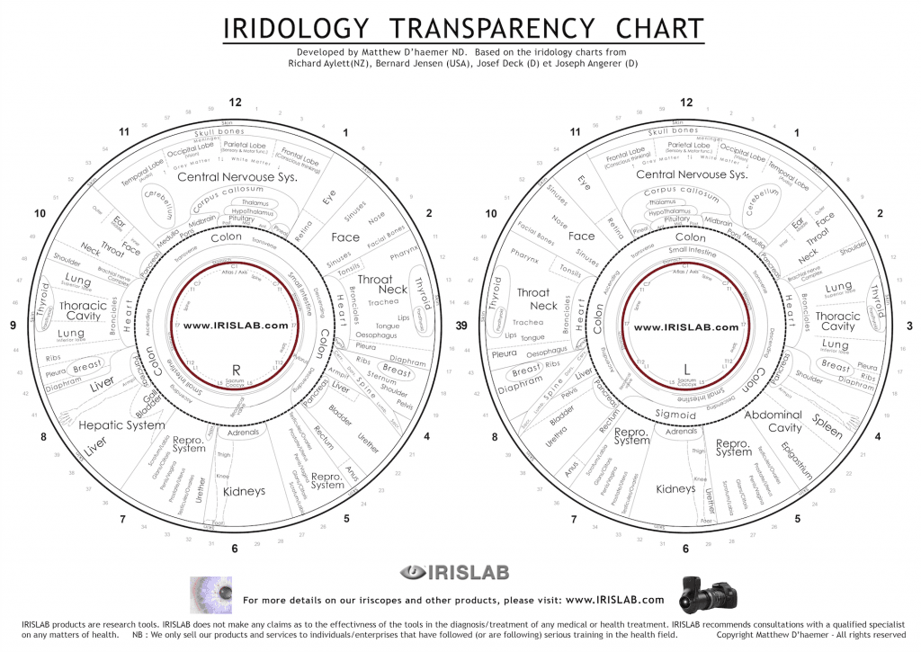Understanding The Iridology Chart: Complete Guide To Iris Analysis